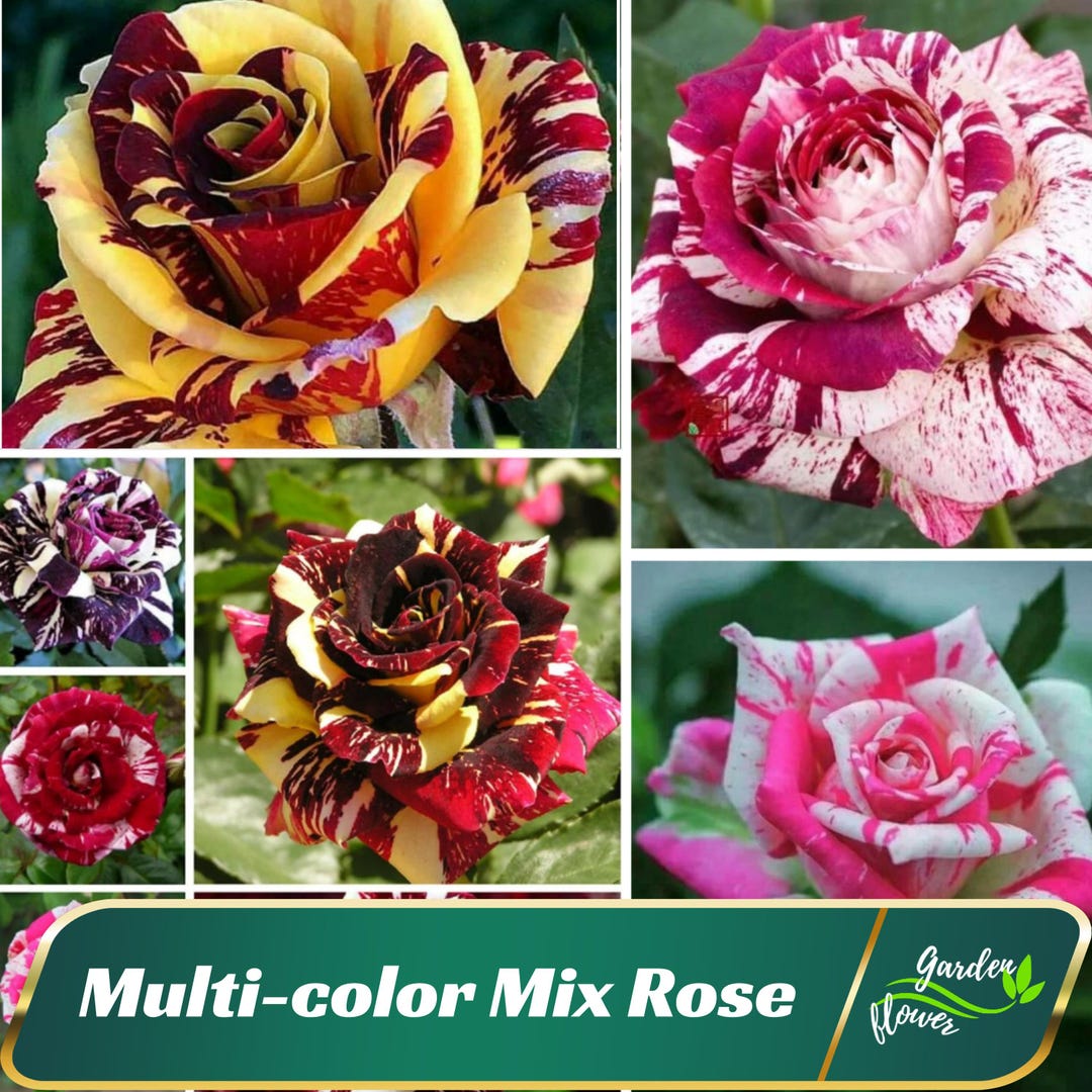 30+ Rare Seeds| Mix Hybrid Tea Rose Seeds - Perennial - Authentic Seeds ...