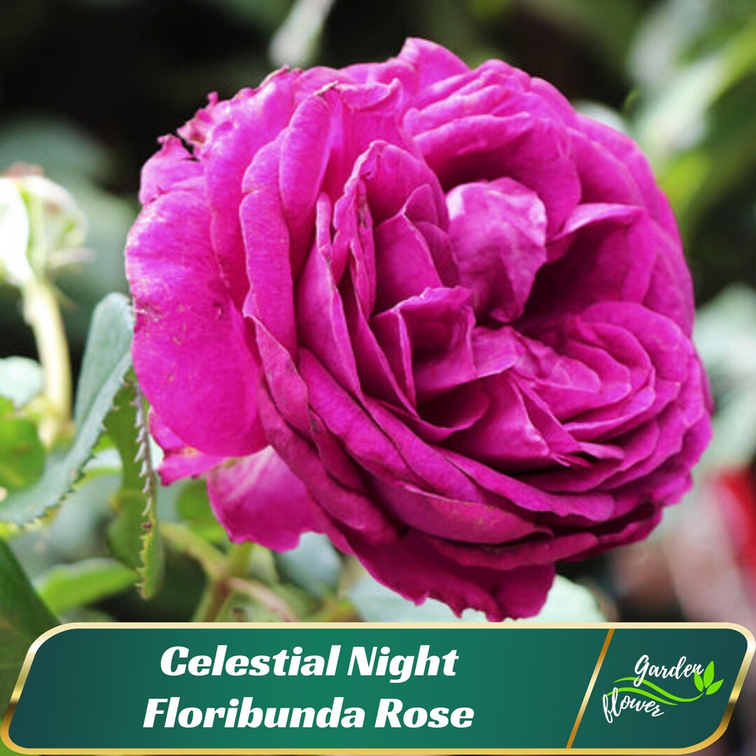 30+ Rare Seeds~ Purple Celestial Night Floribunda Flower Rose Seeds ...
