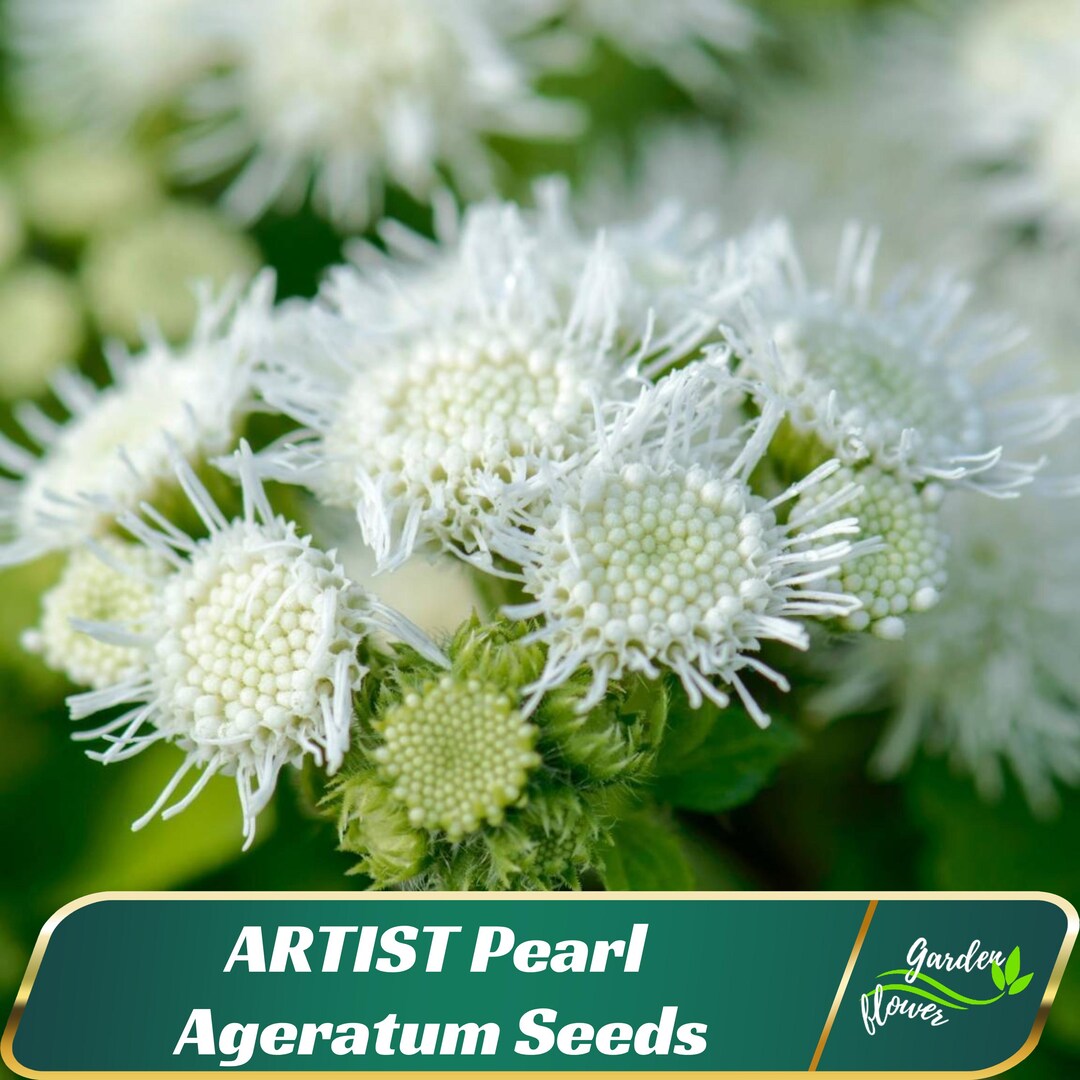 ARTIST Pearl Ageratum Seeds - Potted -fast Growing -attracts ...