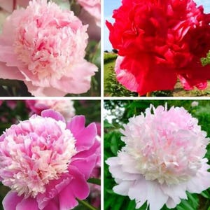 10+ Rare Seeds| Mix Peony Perennial Seeds - Perennial - Authentic Seeds ...