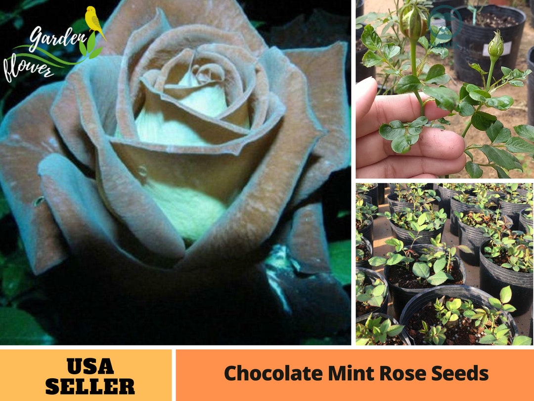 25 Rare Seed Chocolate Mint Rose Seeds-perennial authentic Seeds ...