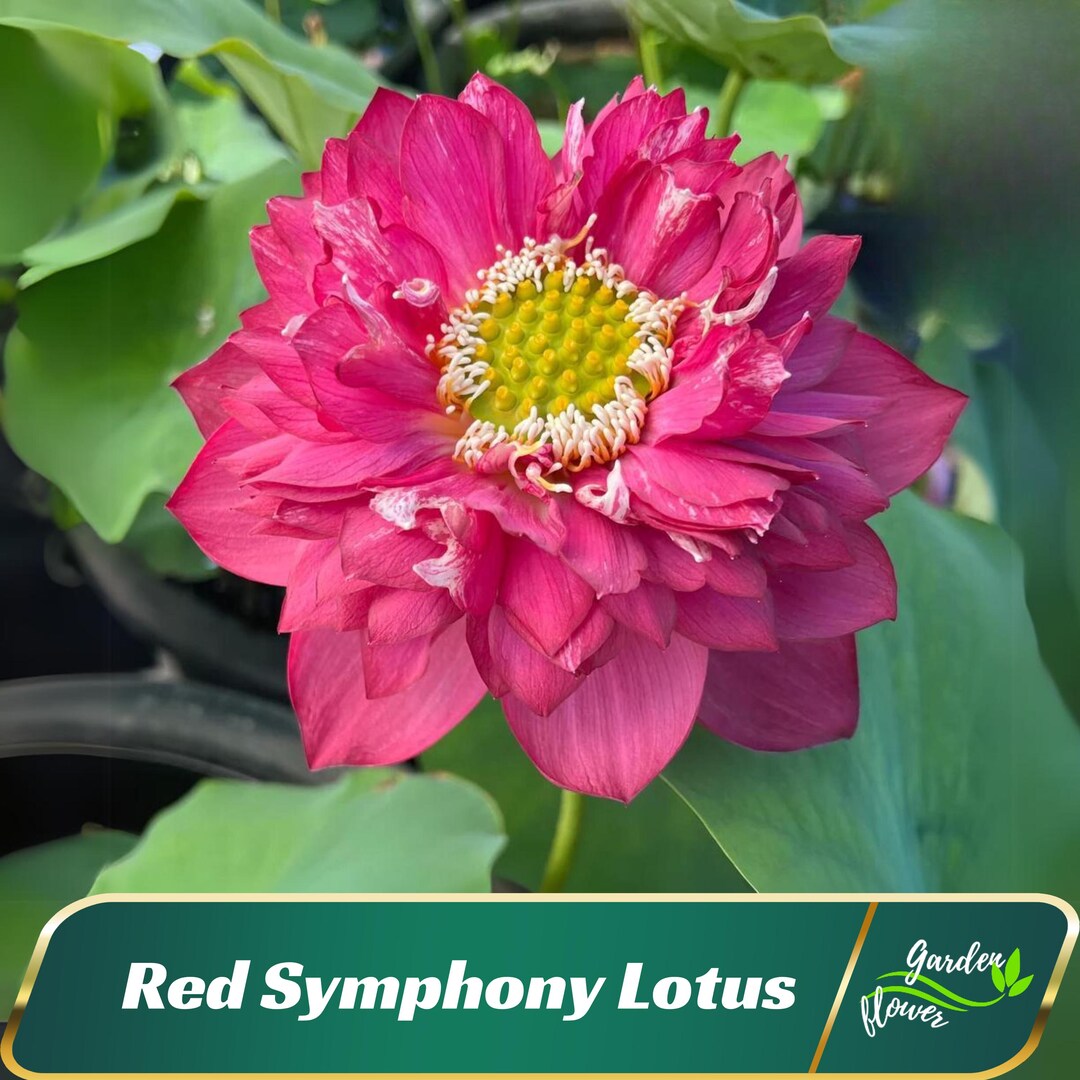 5 Red Symphony Lotus Seeds - Indian Lotus (nelumbo Nucifera ...