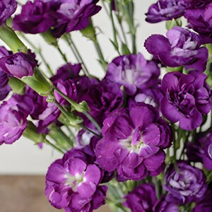 Moonberry Light Purple Mini Carnation - Authentic Seeds - Cold ...