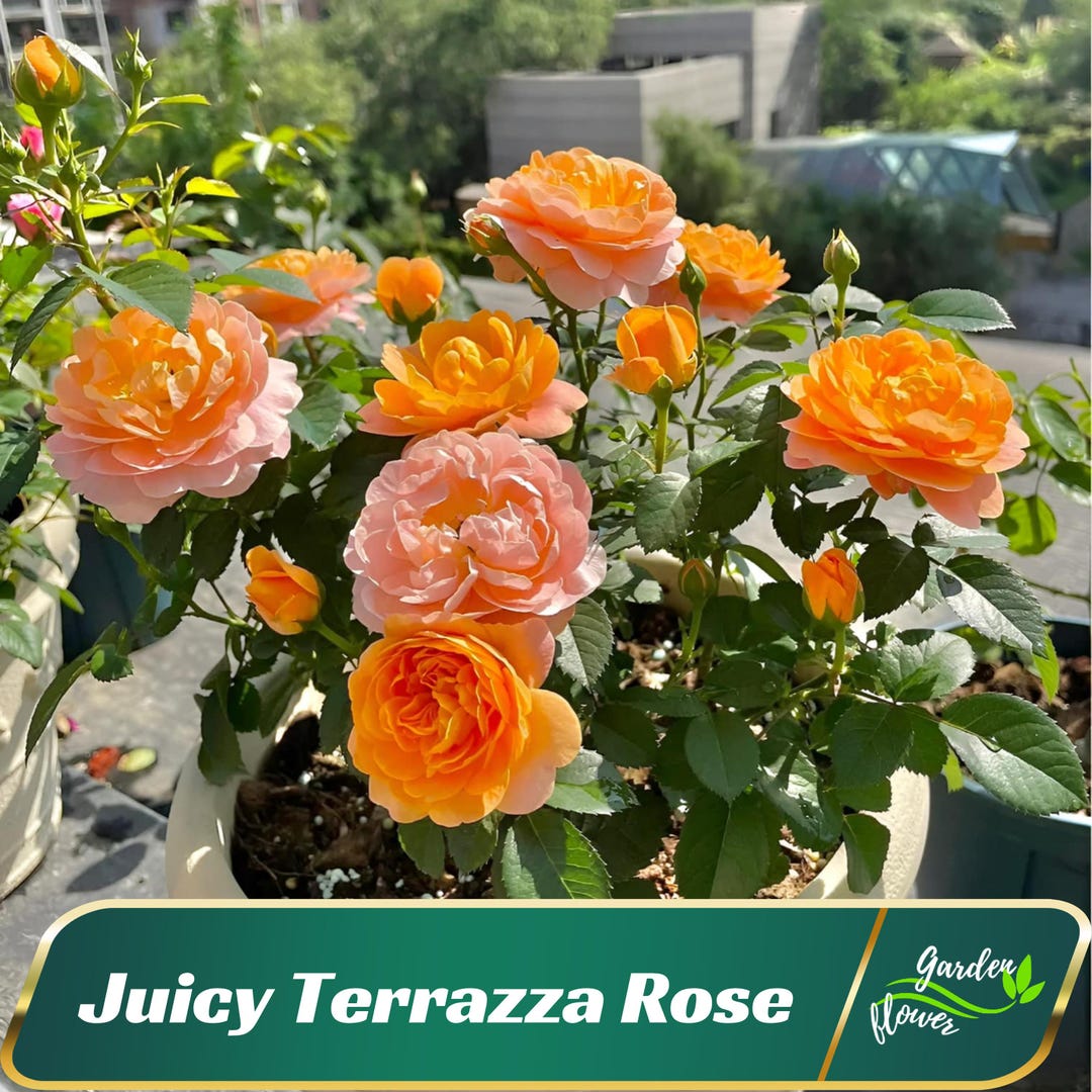 25+ Rare Seeds| Juicy Terrazza Rose Seeds Perennial- Perennial ...