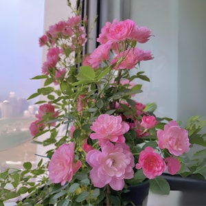 30+ Rare Seeds| Lotus Star Rose Seeds - Perennial - Authentic Seeds ...