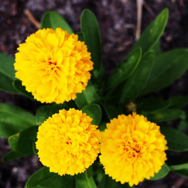 Solanna Golden Sphere Coreopsis Seeds – Coreopsis Grandiflora – Golden ...