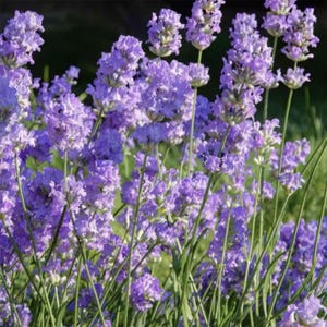 100s|dwarf Lavender - Little Lady Seeds - Perennial - Authentic Seeds ...