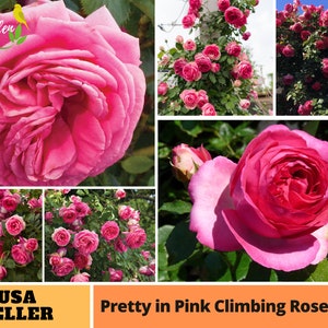 25rare Seeds Pretty in Pink Climbing Rose Seeds Perennial Authentic ...