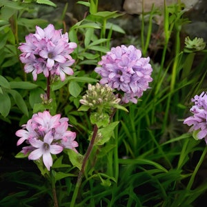 Campanula Glomerata 'caroline' - Perennial - Bellflower – Cold ...