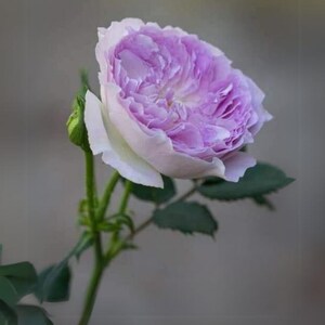 30+ Rare Seeds| Blue Moonstone Rose Seeds - Perennial - Authentic Seeds ...