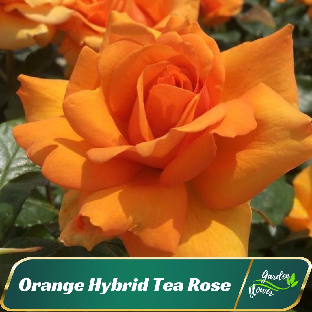30+ Rare Seed| Orange Rose Seeds- Perennial - Authentic Seeds - Rose ...