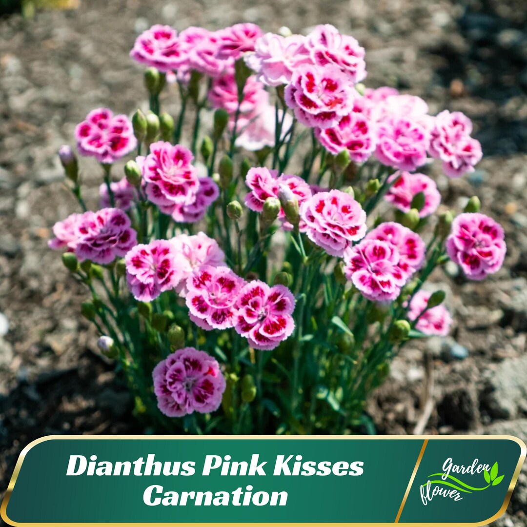 Dianthus Pink Kisses Carnations - Dianthus - Authentic Seeds - Cold ...
