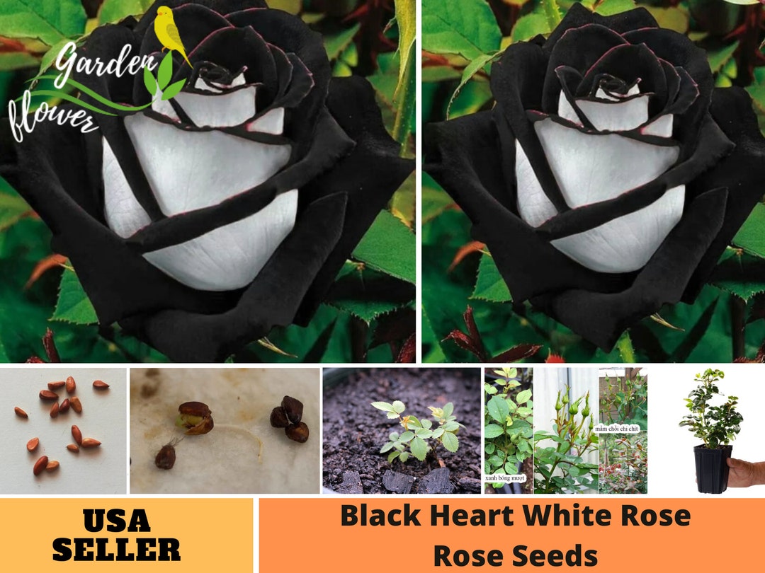 30 Rare Seeds Black Heart White Rose Seeds Perennial Authentic Seeds ...