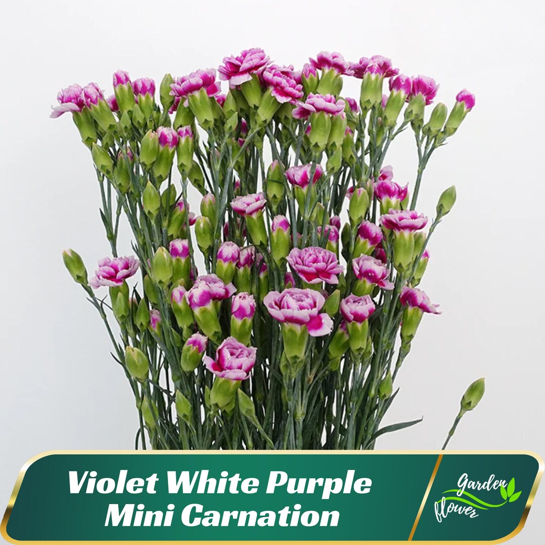 Violet White Purple Mini Carnation - Dianthus - Authentic Seeds - Cold ...
