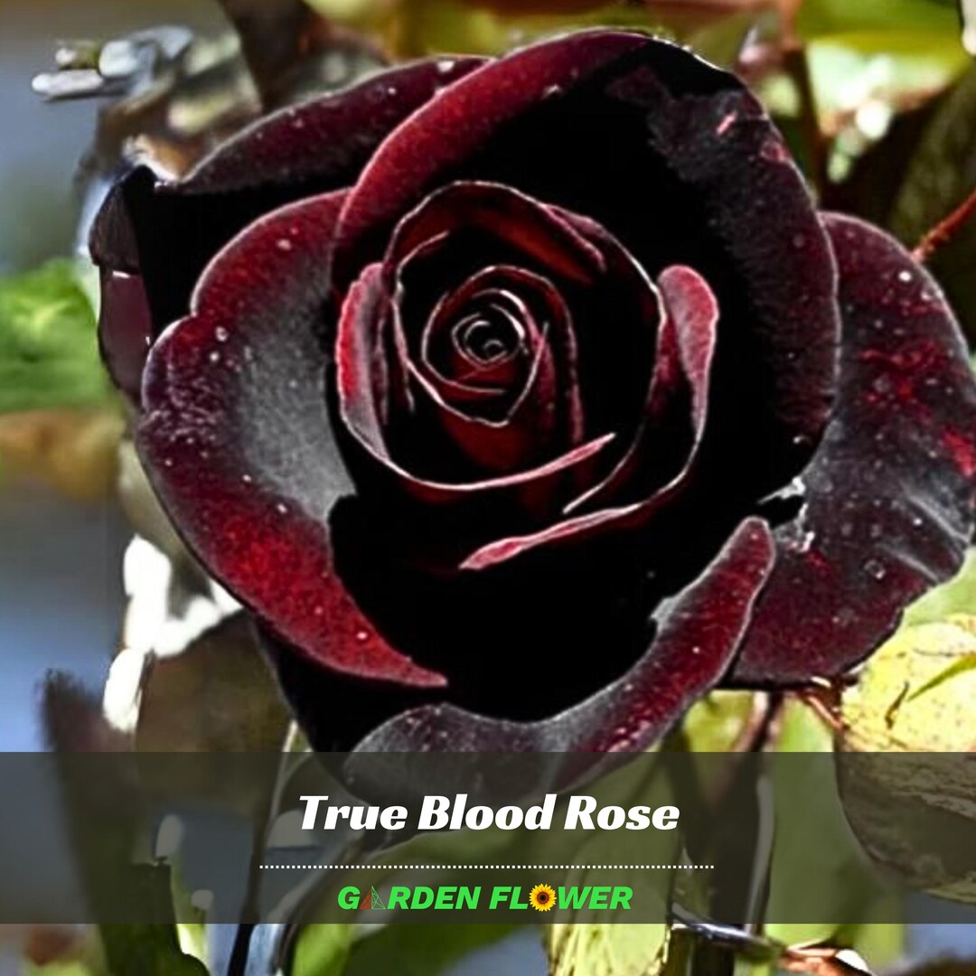 True Blood Rose Seeds | Rare Perennial Flower (30+ Seeds) - Etsy