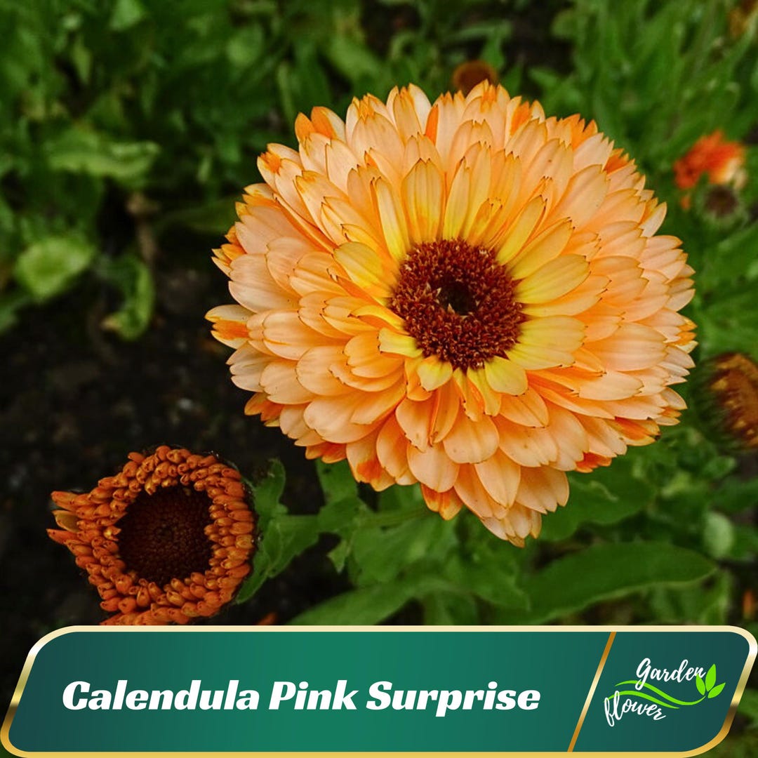 Calendula Pink Surprise Seeds - Authentic Seeds - Open-pollinating ...
