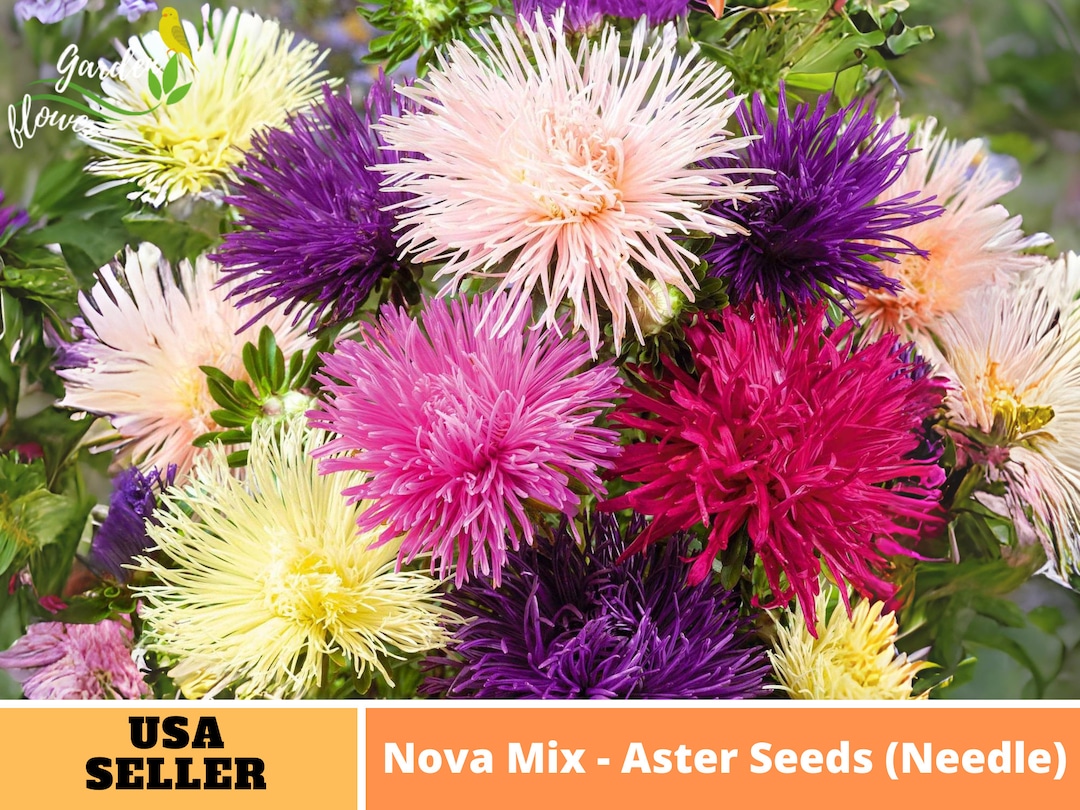 Nova Mix Aster Seeds needle perennial authentic Seeds vegetable Seeds ...