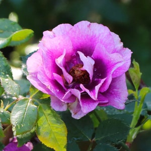 32+ Seeds| the Eyeconic Plum Lemonade Rose Seeds- Perennial - Authentic ...