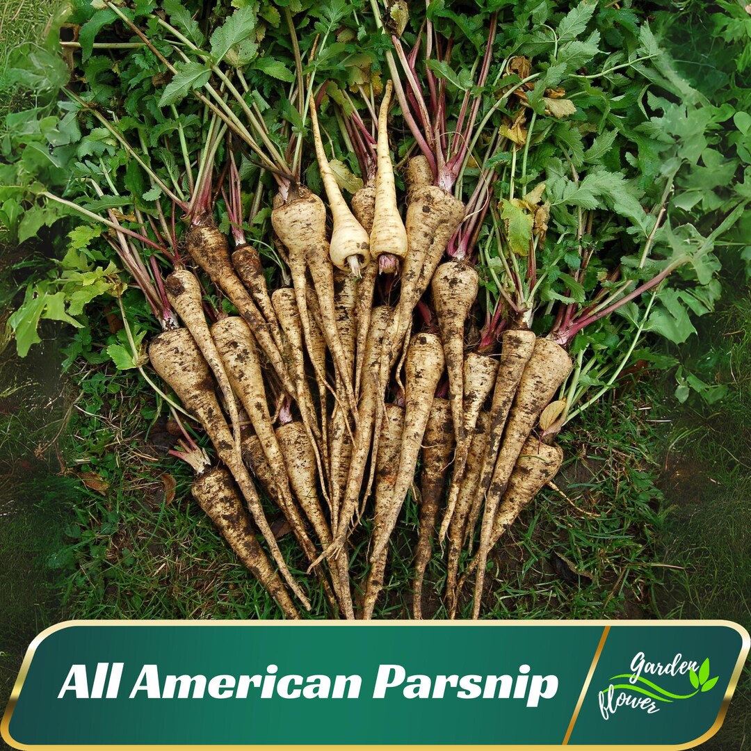 Parsnip, All American Seeds - Vegetable Seeds - Cold Resistant ...