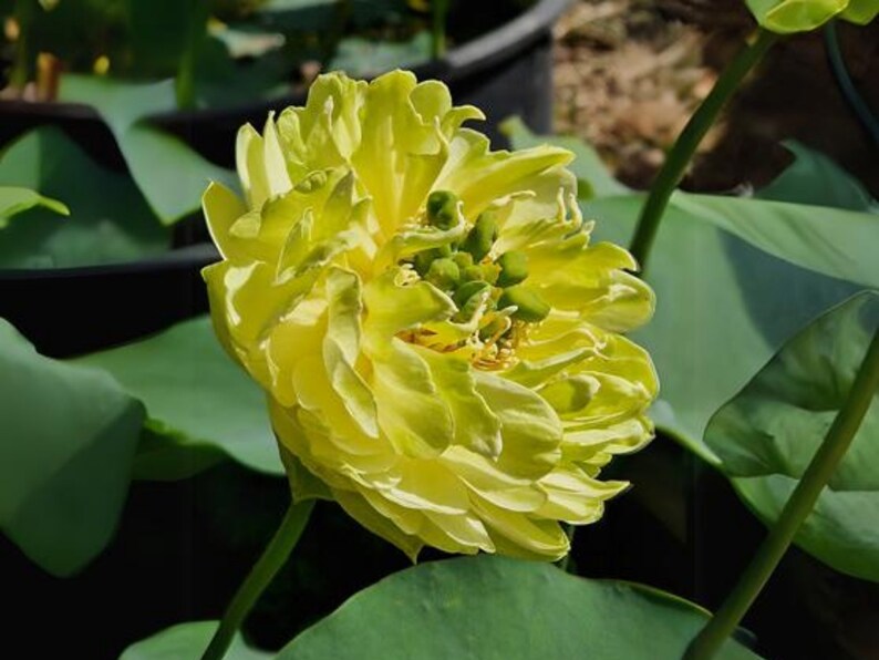 5+ Rare Seeds| Gold &jade Peony Lotus Seeds - Indian Lotus (nelumbo ...