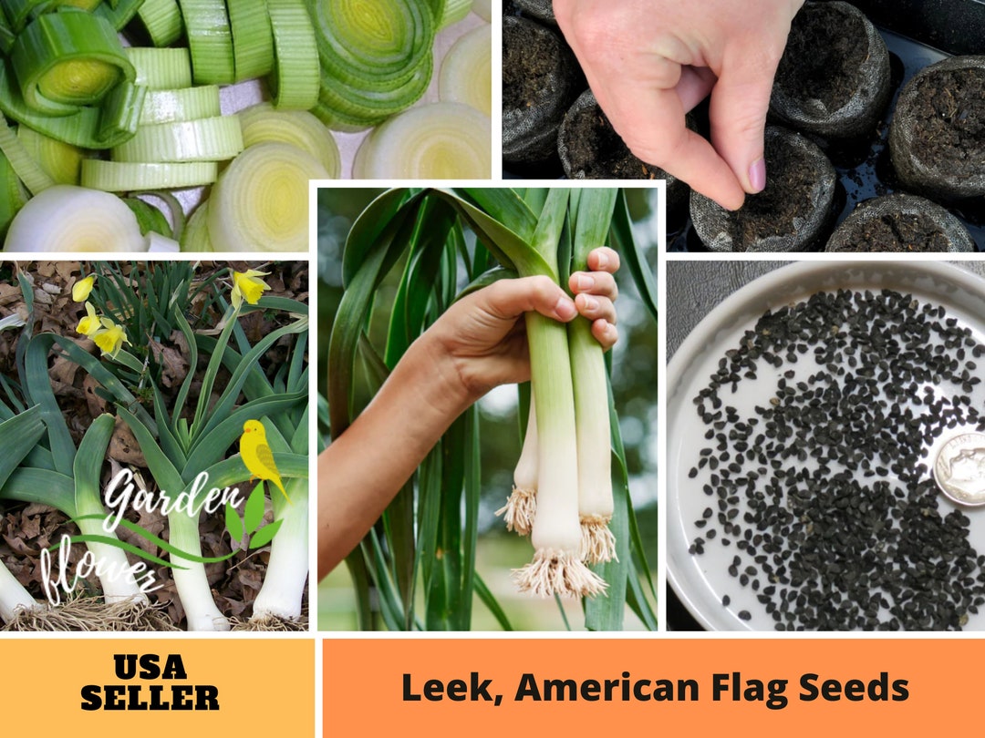 210 Seeds Leek American Flag Seeds-perennial authentic - Etsy