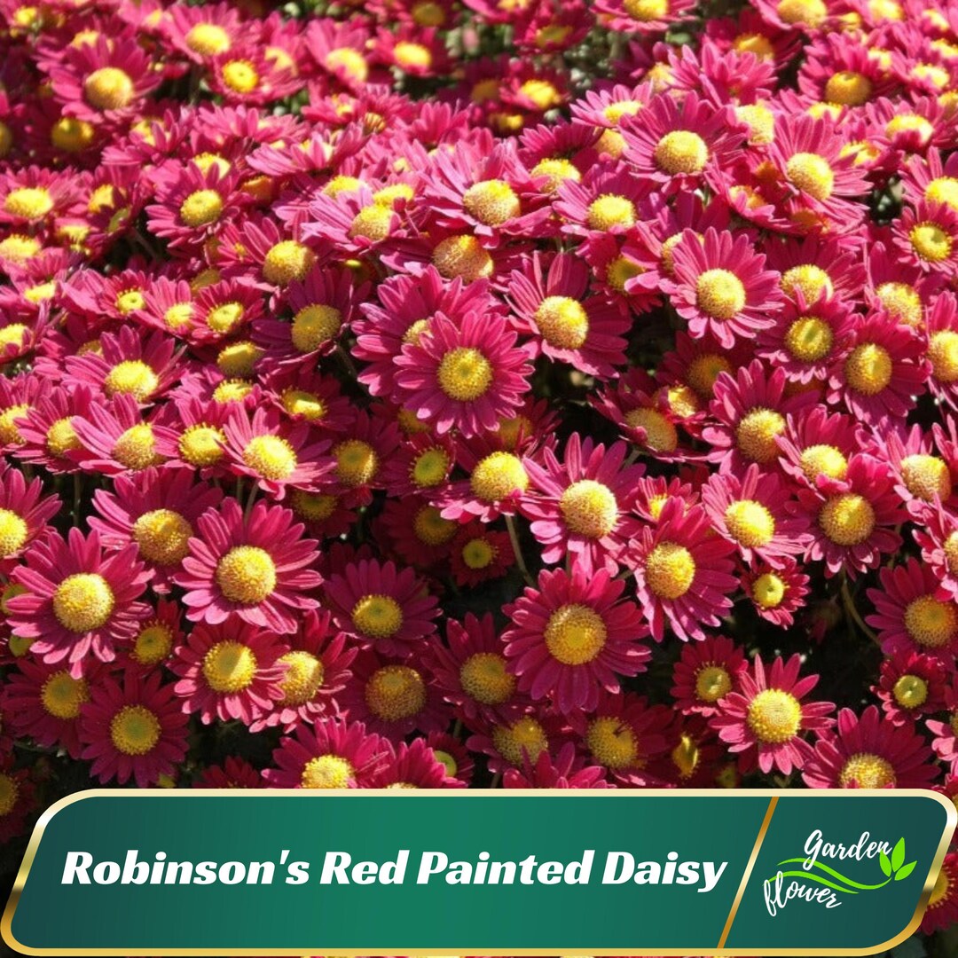 Robinson's Red Painted Daisy Seeds - Authentic Seeds - Cold Resistant ...