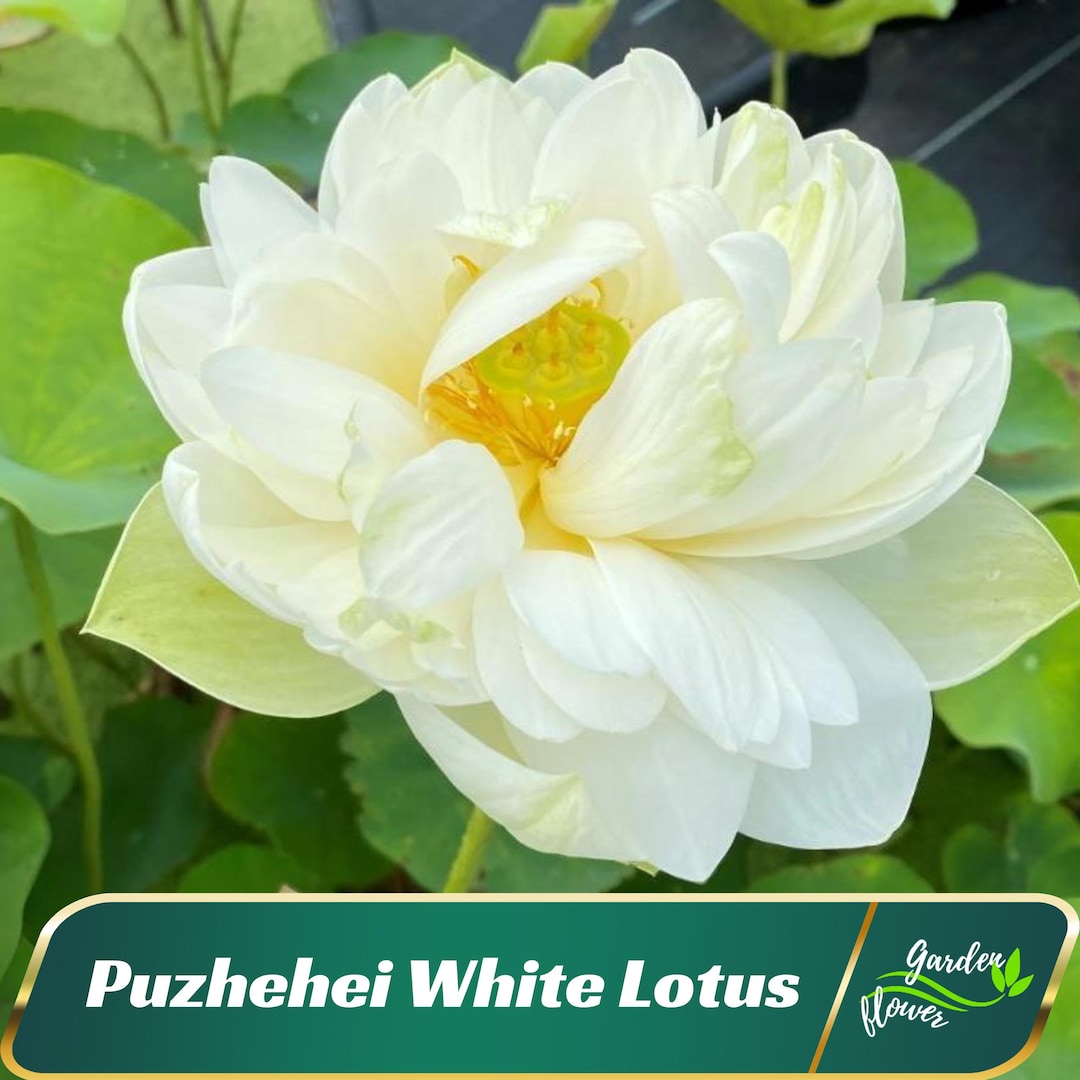5 Puzhehei White Lotus Seeds - Indian Lotus (nelumbo Nucifera ...