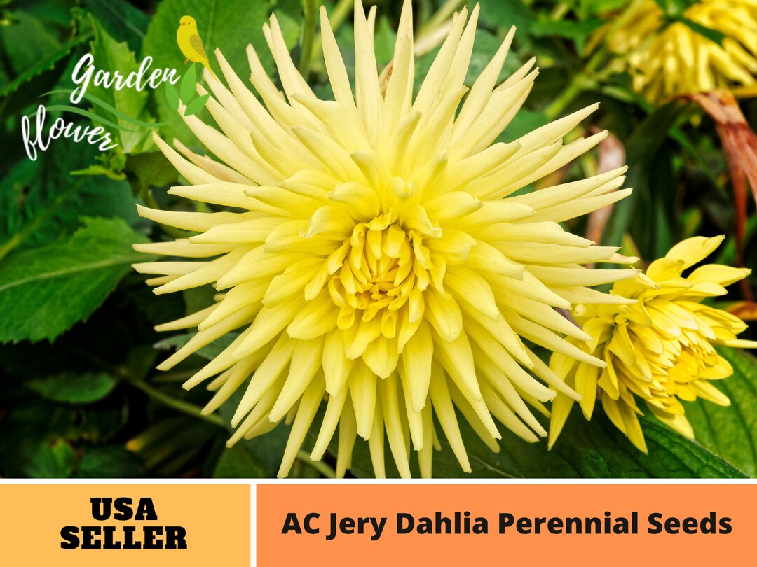 Yellow AC Jery Dahlia Perennial Flower Seeds authentic Seeds-flowers ...