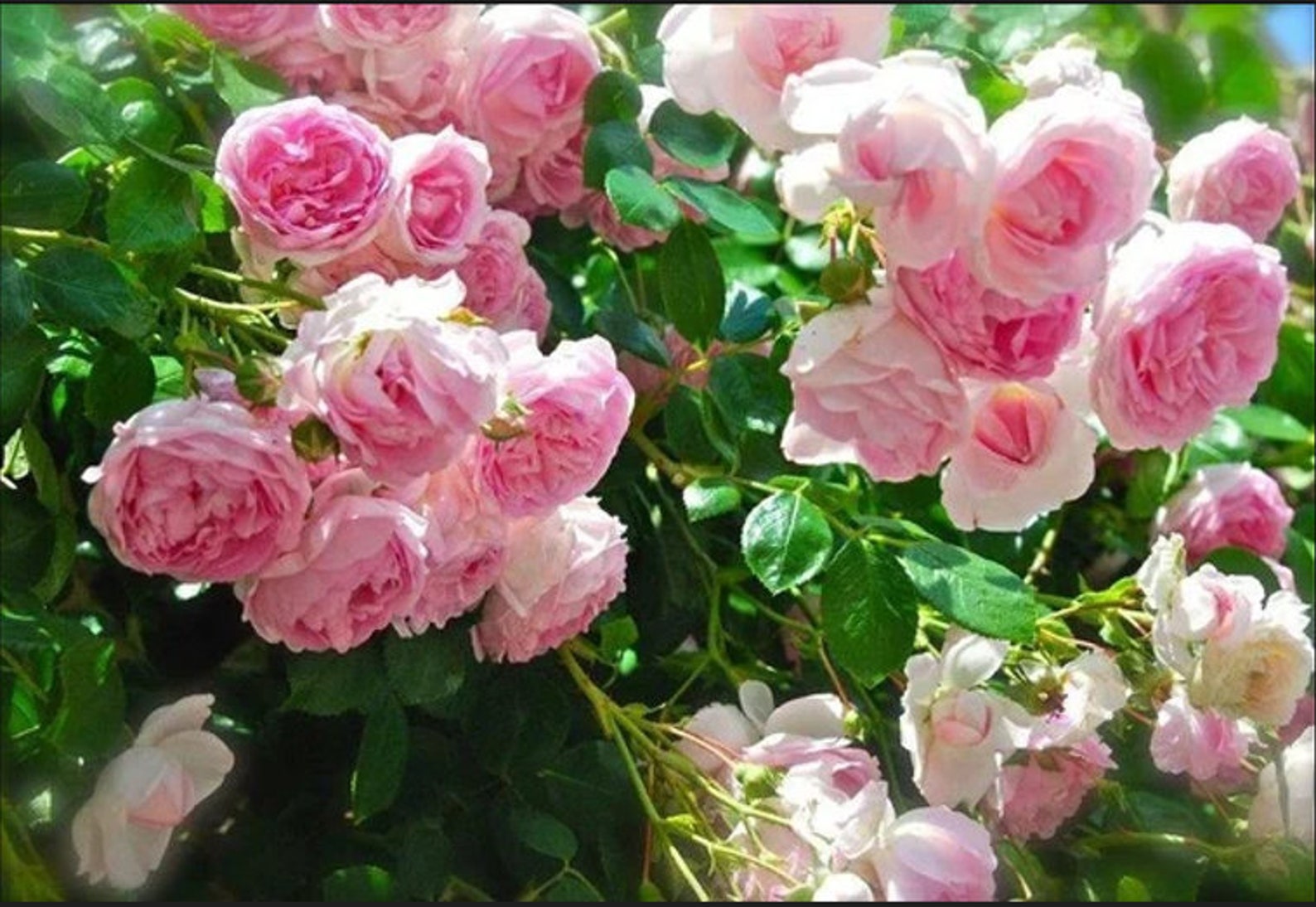 30 Rare Seeds-pink Climbing Rose Seeds-perennial authentic - Etsy