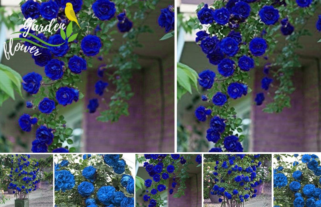 25 Rare Seeds Blue Climbing Rose Seeds Perennial Authentic Seeds Rose ...