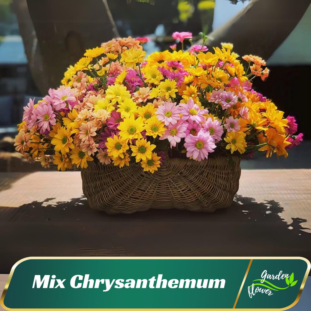 50 Seeds| Multi-color Ground-cover Chrysanthemum Seeds - Perennial ...