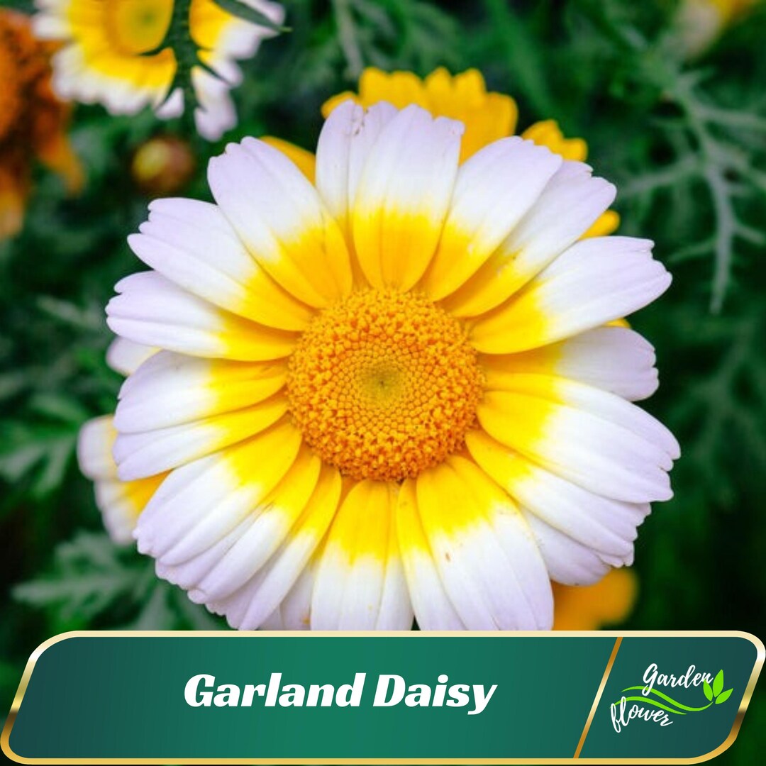 Garland Daisy Flower Seeds - Authentic Seeds - Cold Resistant - Self ...