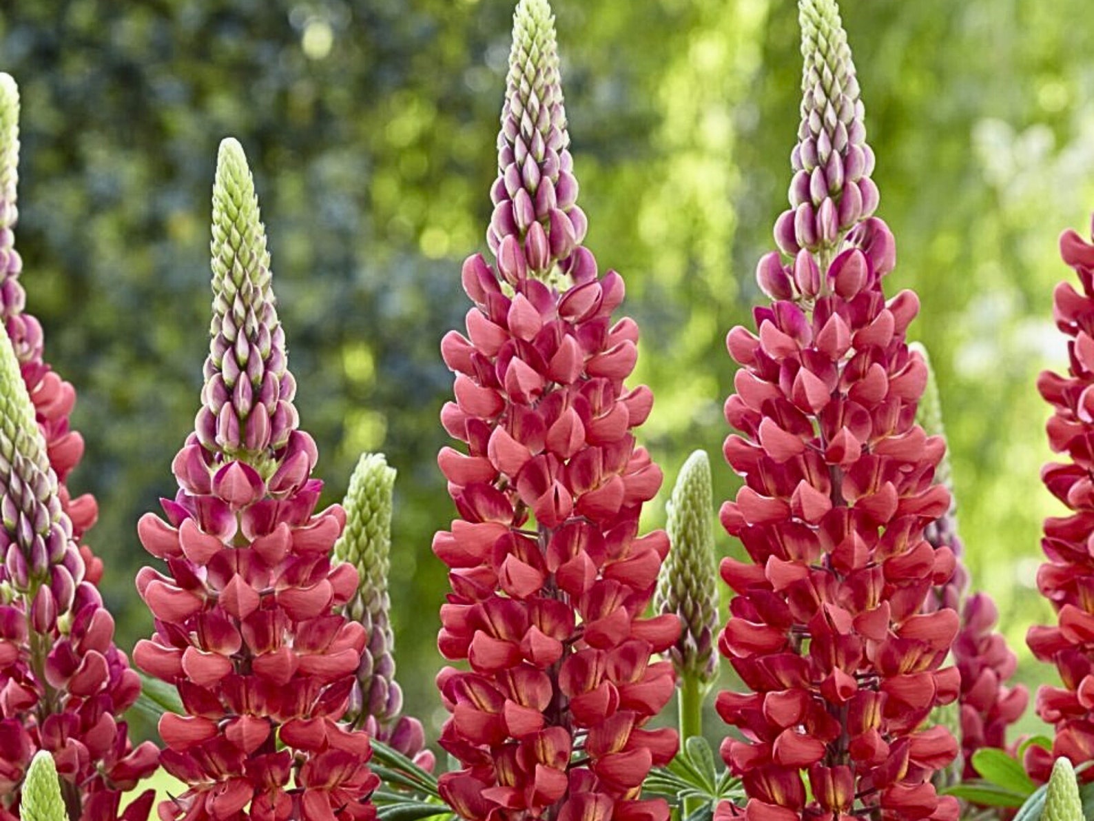 Lupinus ‘beefeater’ (lupine) - Authentic Seeds ~ GMO Free ~ Seeds ...