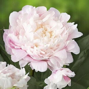 10+ Rare Seeds| Moon River Peony Seeds - Perennial - Authentic Seeds ...