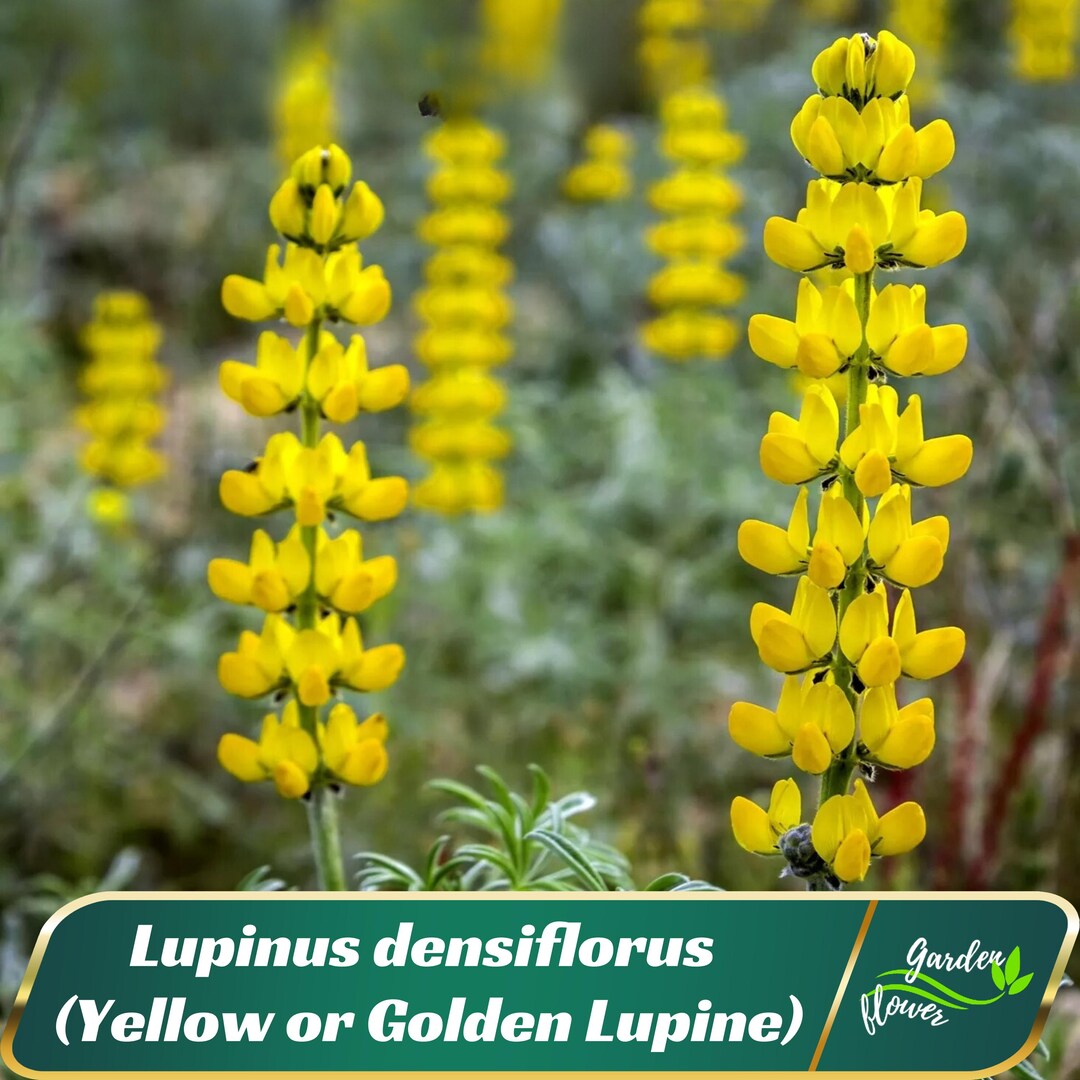 Lupinus Densiflorus (yellow or Golden Lupine) - Authentic Seeds ~ GMO ...