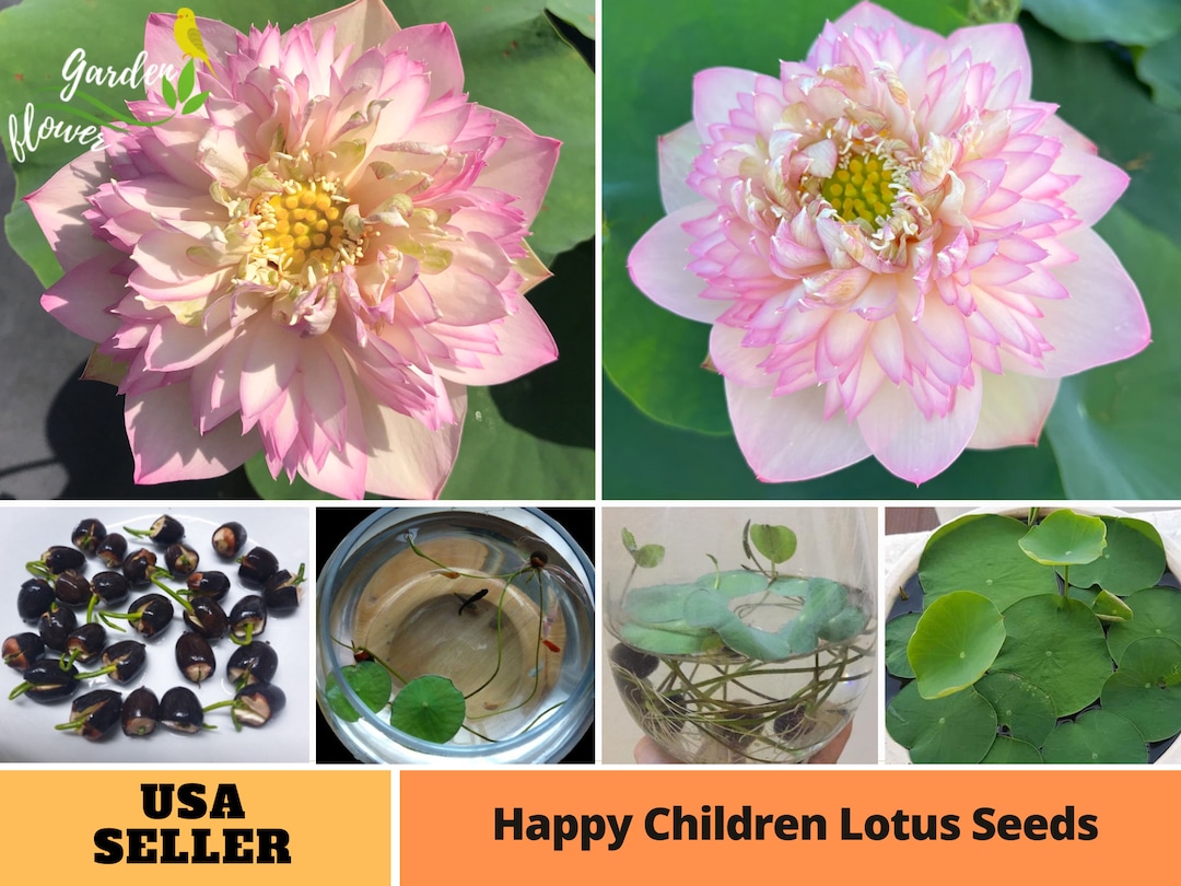 5 Happy Children Lotus Seeds Indian Lotus nelumbo Nucifera Seeds Flower ...