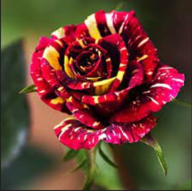 30+ Rare Seeds |meteor Shower Rose Seeds - Perennial - Authentic Seeds ...