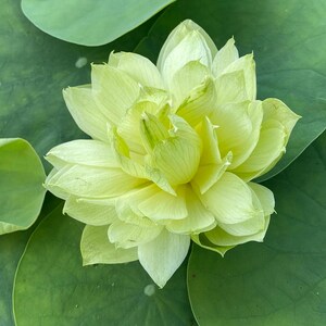 5+ Rare Seeds| PRAIRIE STAR Mini Lotus - Mini Lotus Seeds - Indian ...
