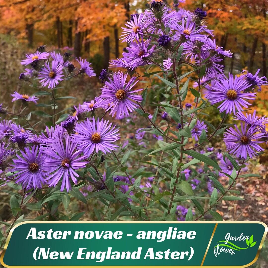 Aster Novae - Angliae (new England Aster) - Cold Resistant - Clumping ...