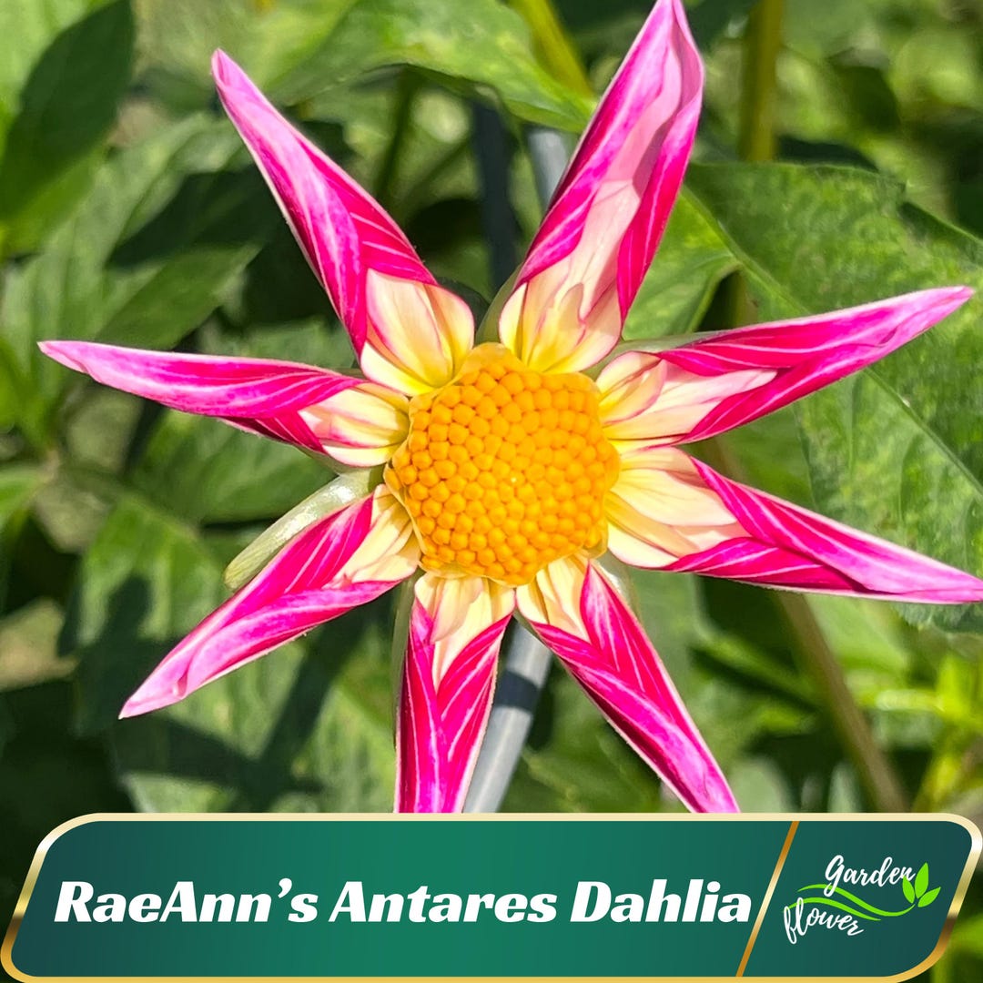 Raeann’s Antares Dahlia Seeds- Pollinator Friendly- Open Pollinated ...
