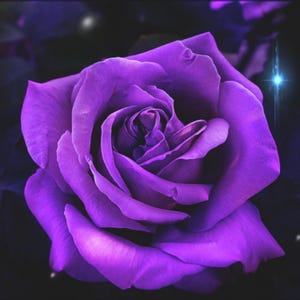 30+ Rare Seed| Dark Purple Rose Seeds - Perennial - Authentic Seeds ...