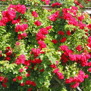 25 Rare Seed Red Climbing Rose Seeds Perennial Authentic Seeds Rose ...