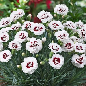 Scent First Coconut Surprise Dianthus Carnations- Authentic Seeds ...