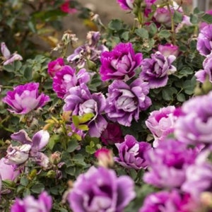 32+ Seeds| the Eyeconic Plum Lemonade Rose Seeds- Perennial - Authentic ...