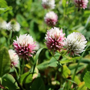 Pink Clover Seeds - Perennial - Authentic Seeds - Air Purifying ...