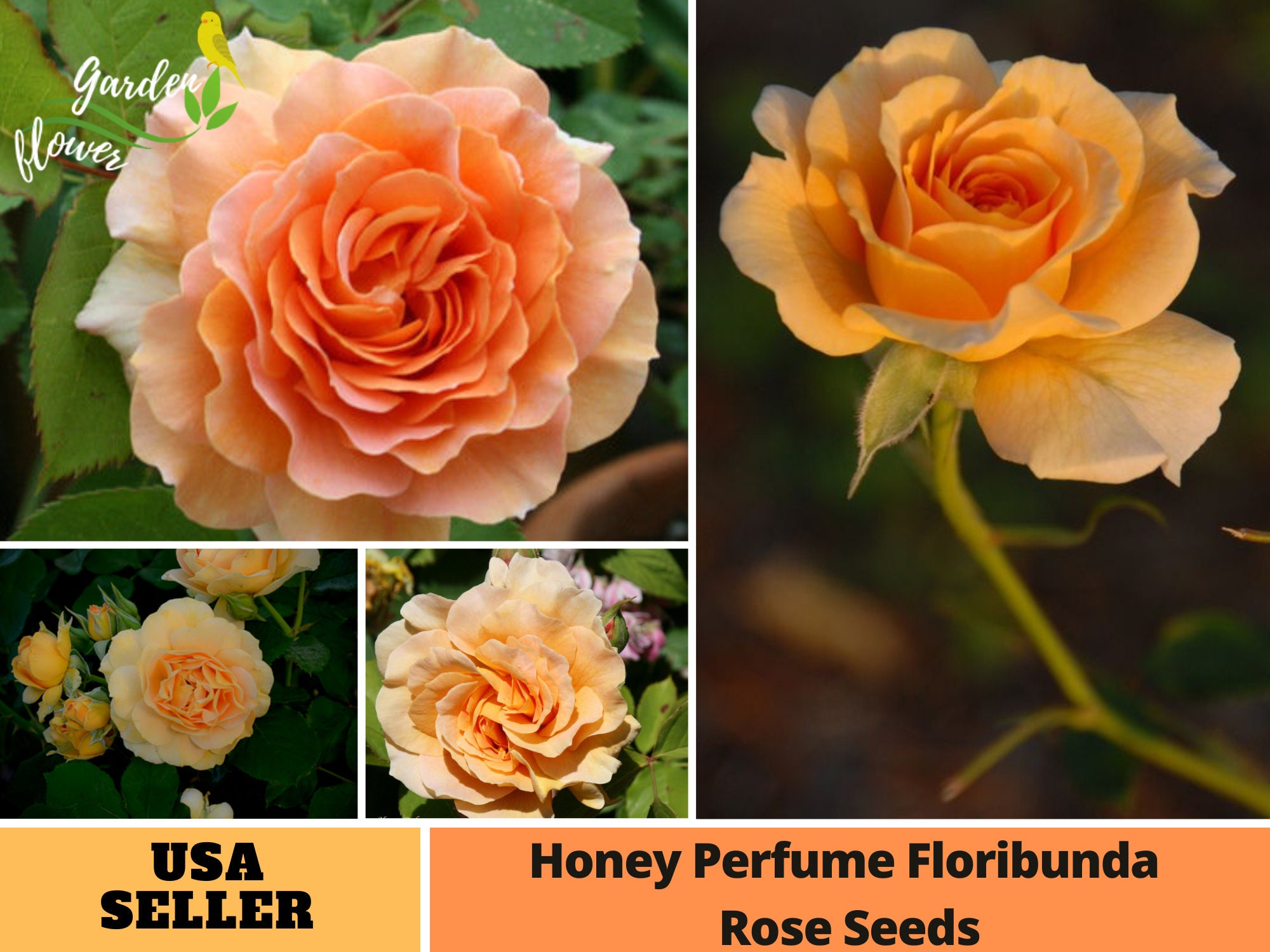 Honey Perfume Rose