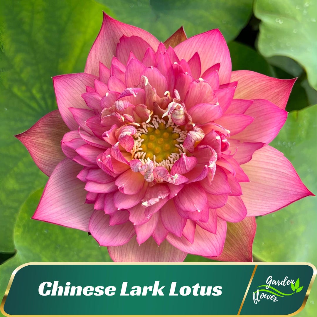 5 Chinese Lark Lotus Seeds - Indian Lotus (nelumbo Nucifera ...