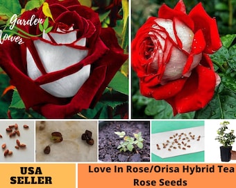 Beautiful Climbing Rose Seeds, 100pcs/pack - Etsy
