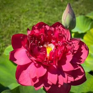 5 Heart Blood Lotus Seeds Indian Lotus nelumbo Nucifera Perennial ...