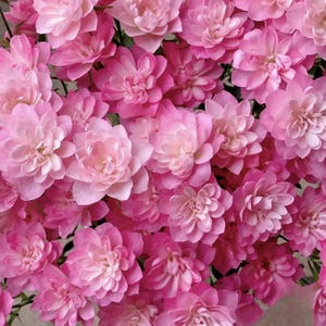 30 Lotus Star Rose Seeds – Perennial Authentic Flower Garden Planting ...